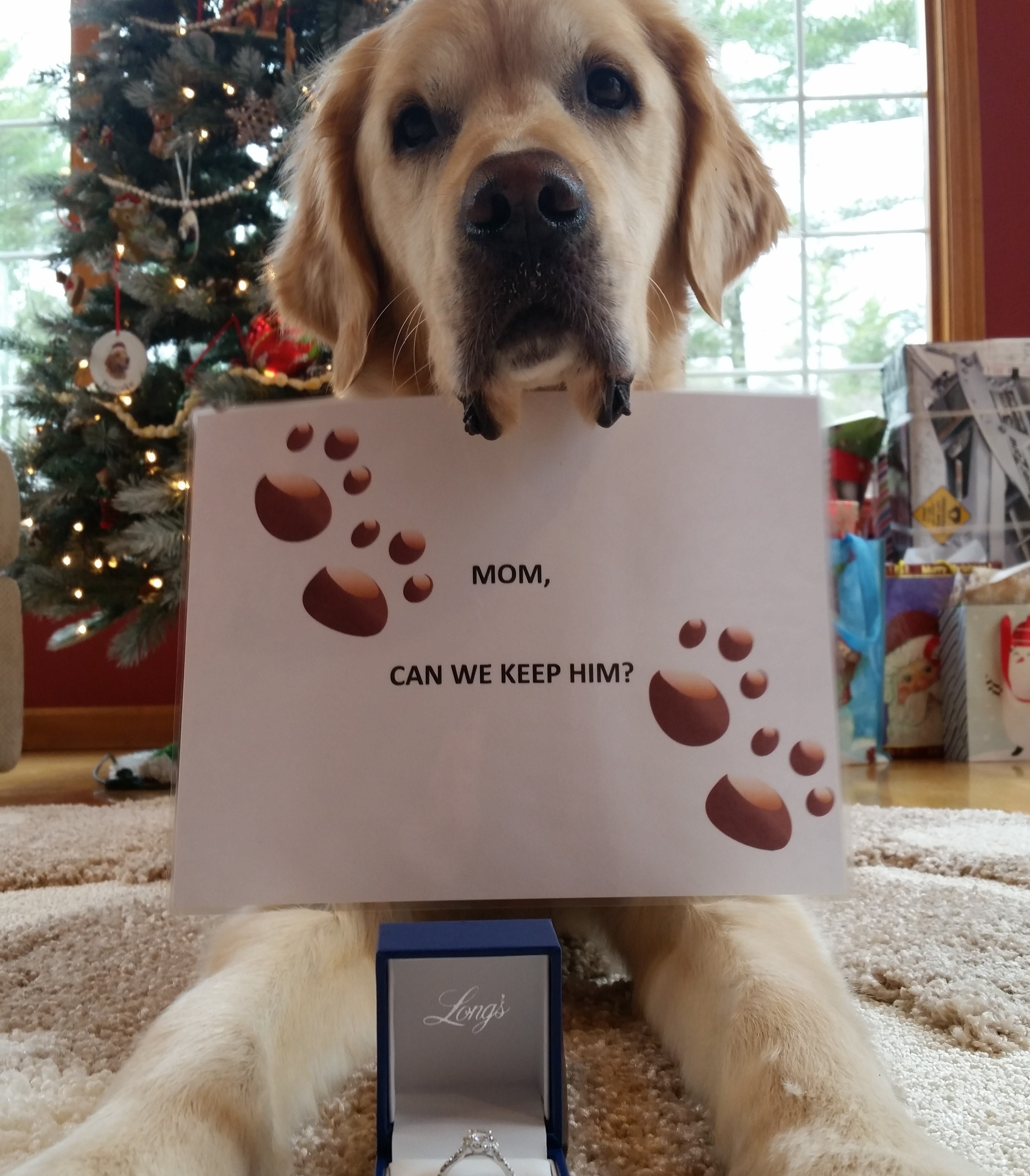 6 Adorable Ways To Include A Dog In Your Proposal – Long's Jewelers